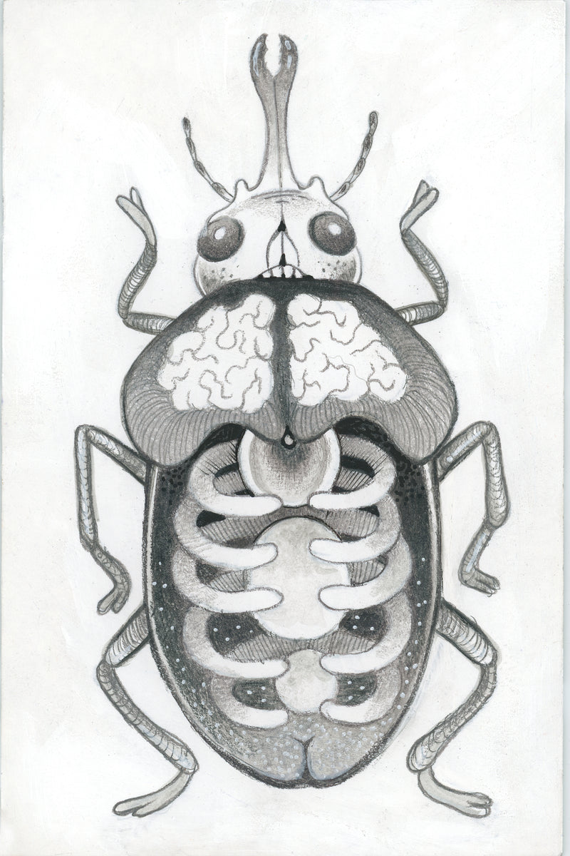 Demian Anderson • BugBeetle – Brassworks Gallery