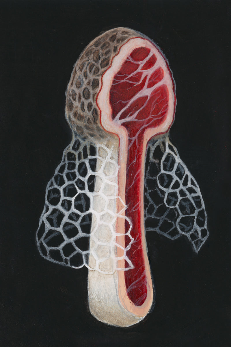Demian Anderson • Stinkhorn – Brassworks Gallery